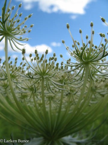 Comment fonctionnent les soins à base de plantes : une conversation ...