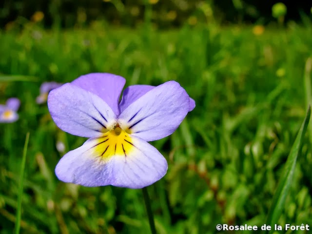 La Violette – Escualpe et Isis